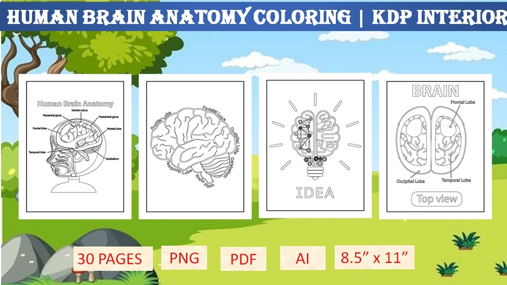 Coloring Pages of Human Brain Anatomy| KDP Interior