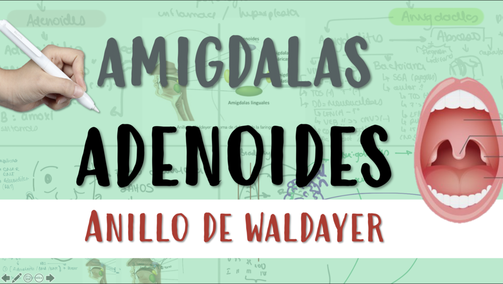 Amigdalas y Adenoides Esquema