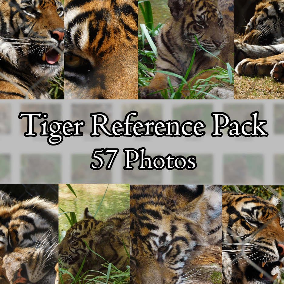 Tiger Reference Photos