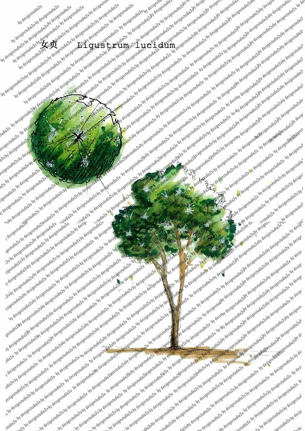 Landscape Tree Plan View and Elevation Plant materials