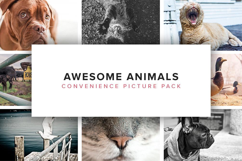 Picture Pack: Awesome Animals