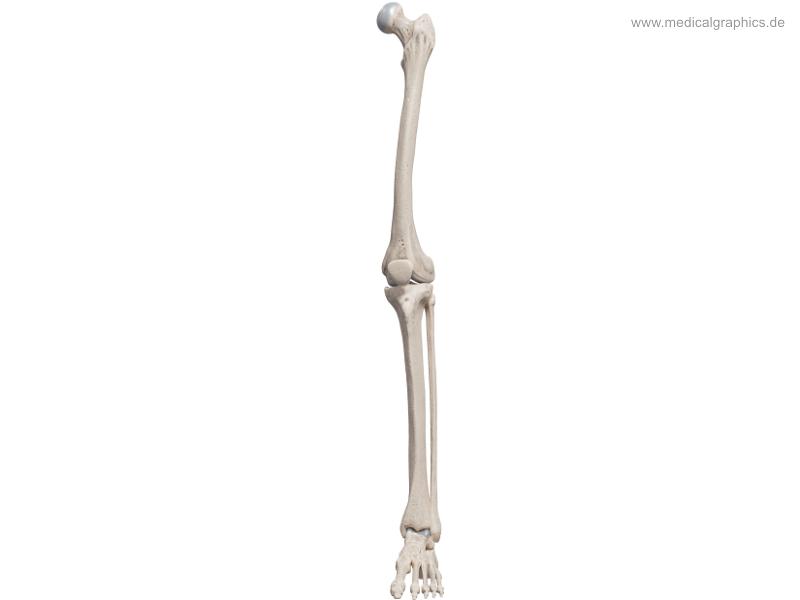 Leg bones - frontal / Knochen Bein - vorne