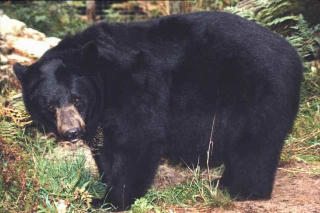 Hunting Black Bears with a 270 Winchester Hunting Guidelines