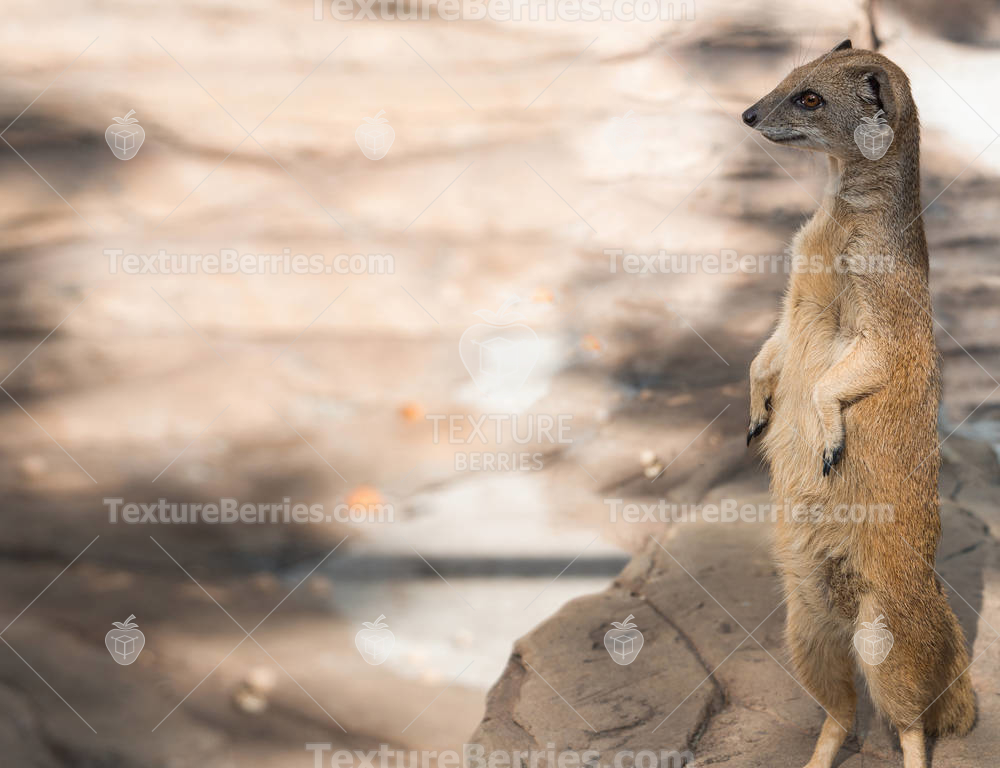 Yellow mongoose stands and looks into the distance