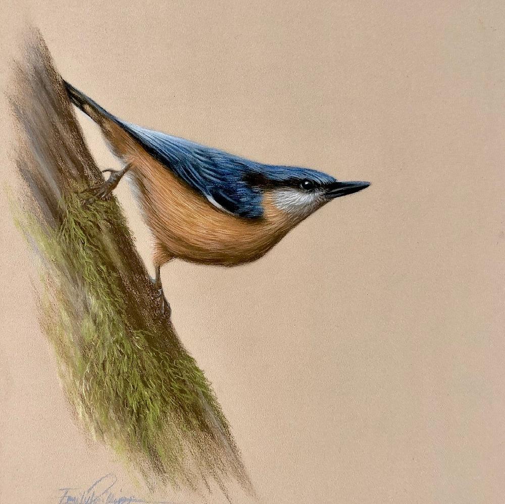 Draw a Nuthatch Portrait in Pastel Pencils