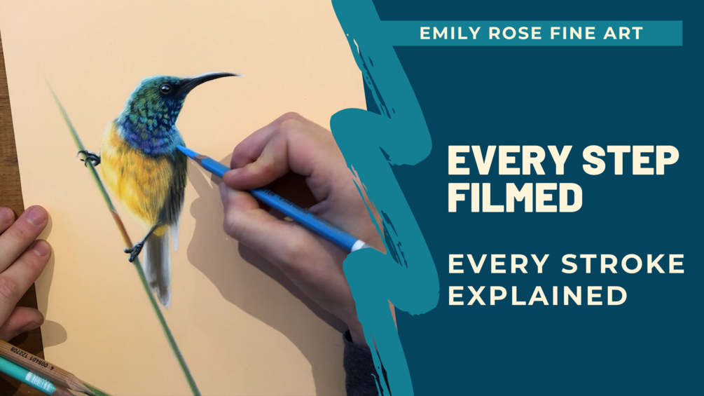 African Sunbird Drawing Tutorial