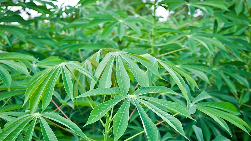 Ceylon Manioc Cassava Dried Leaves Pure Organic Natural Fresh Best Quality