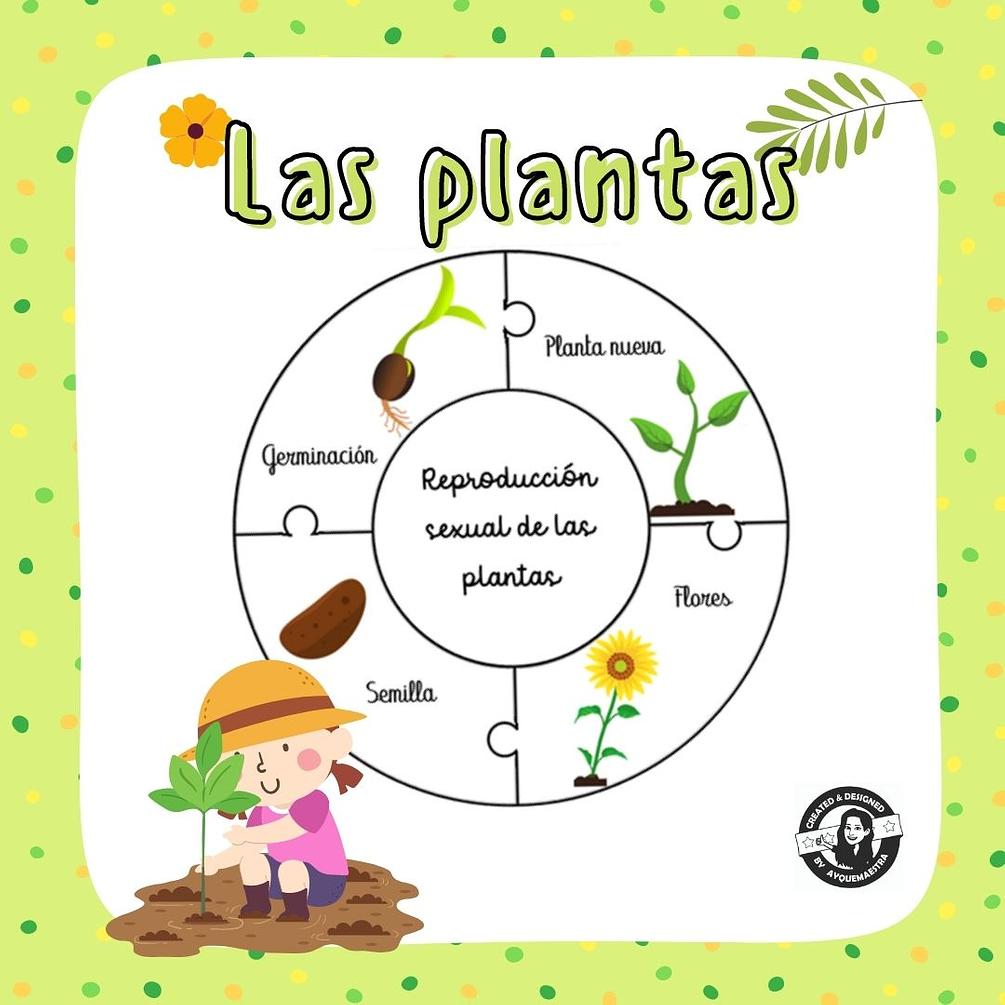 Las plantas