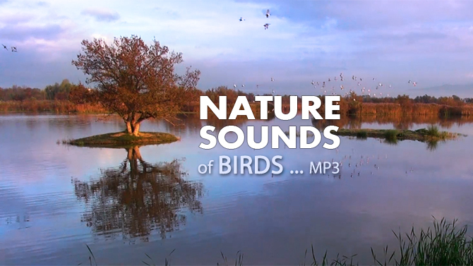 NATURE SOUNDS OF BIRDS (MP3)