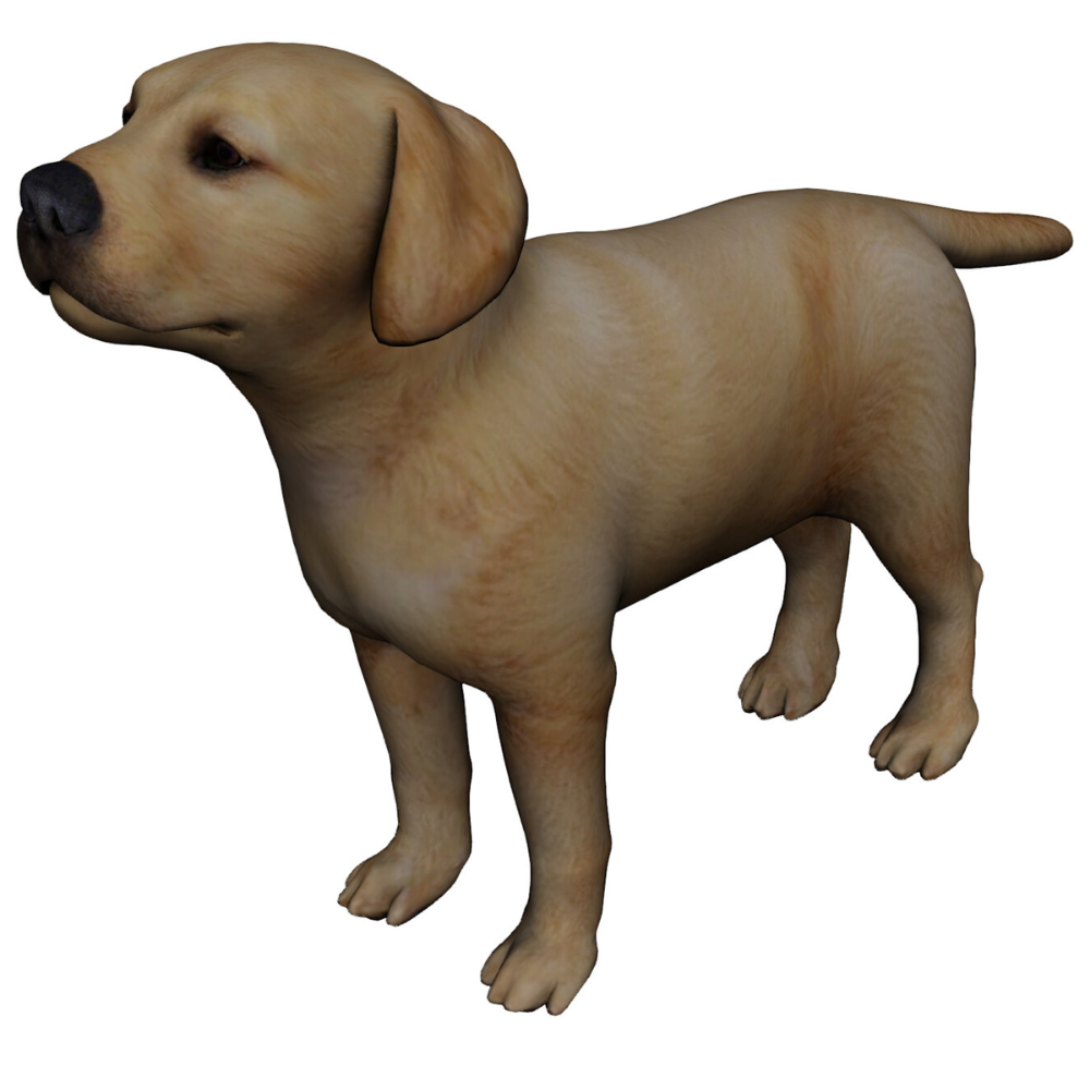 Dog 3d Model
