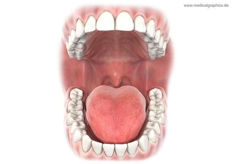 Illustration Blick in offenen Mund / Look in open mouth