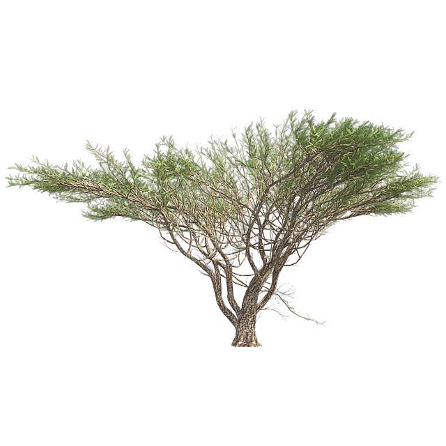 Umbrella Thorn Tree