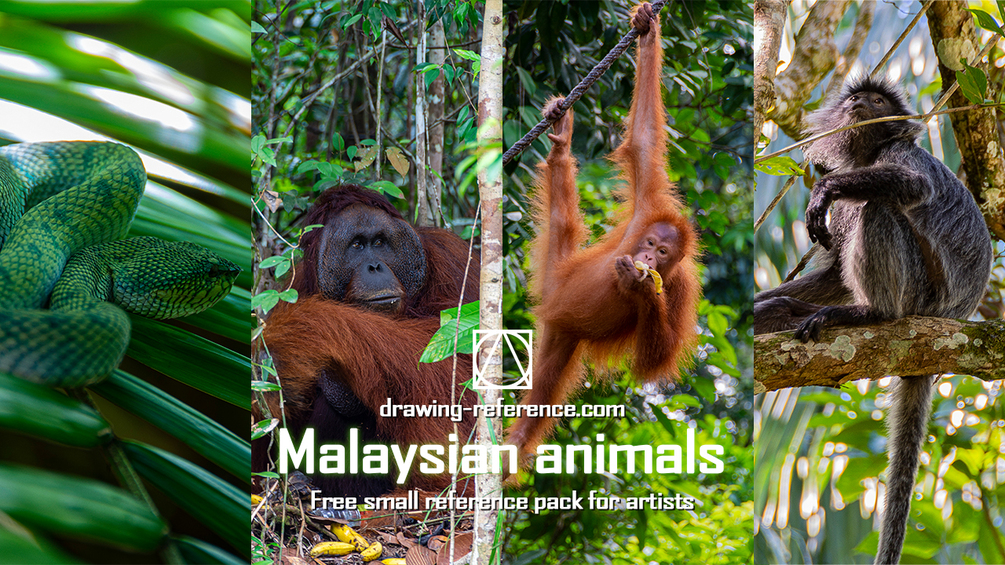 Free Malasian animals reference pack