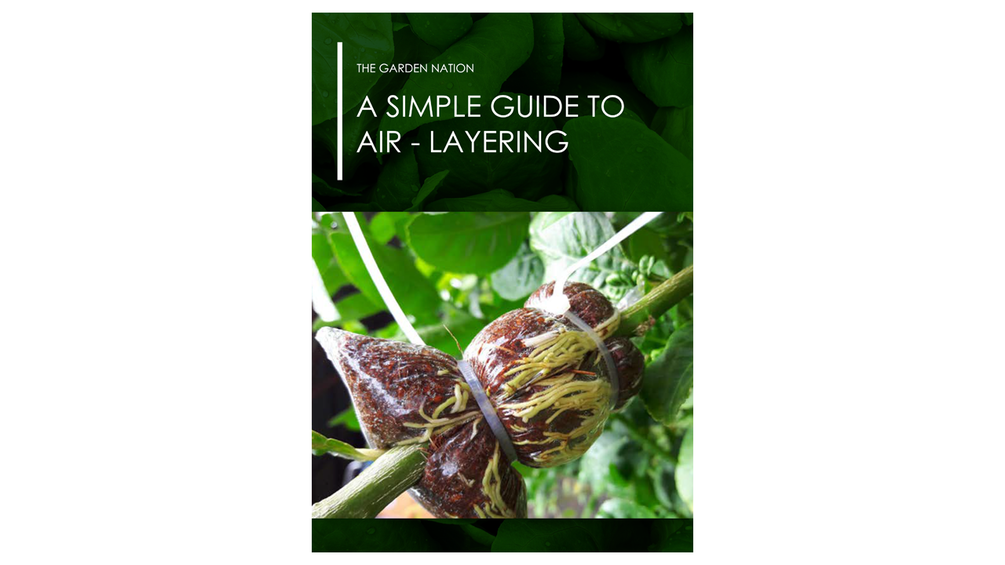 A Simple Guide To Air Laying