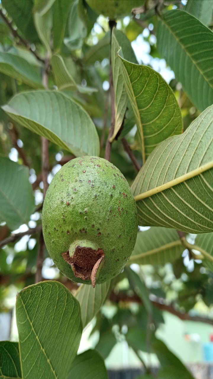 Big Common guava Image