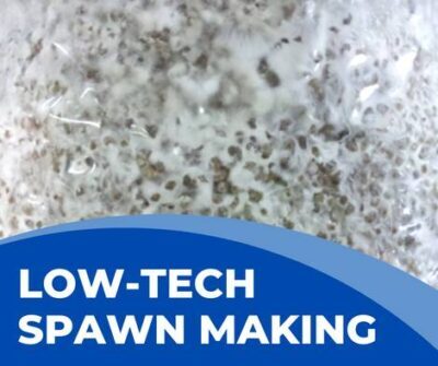 Low-Tech Mushroom Spawn Making - Beginner Course