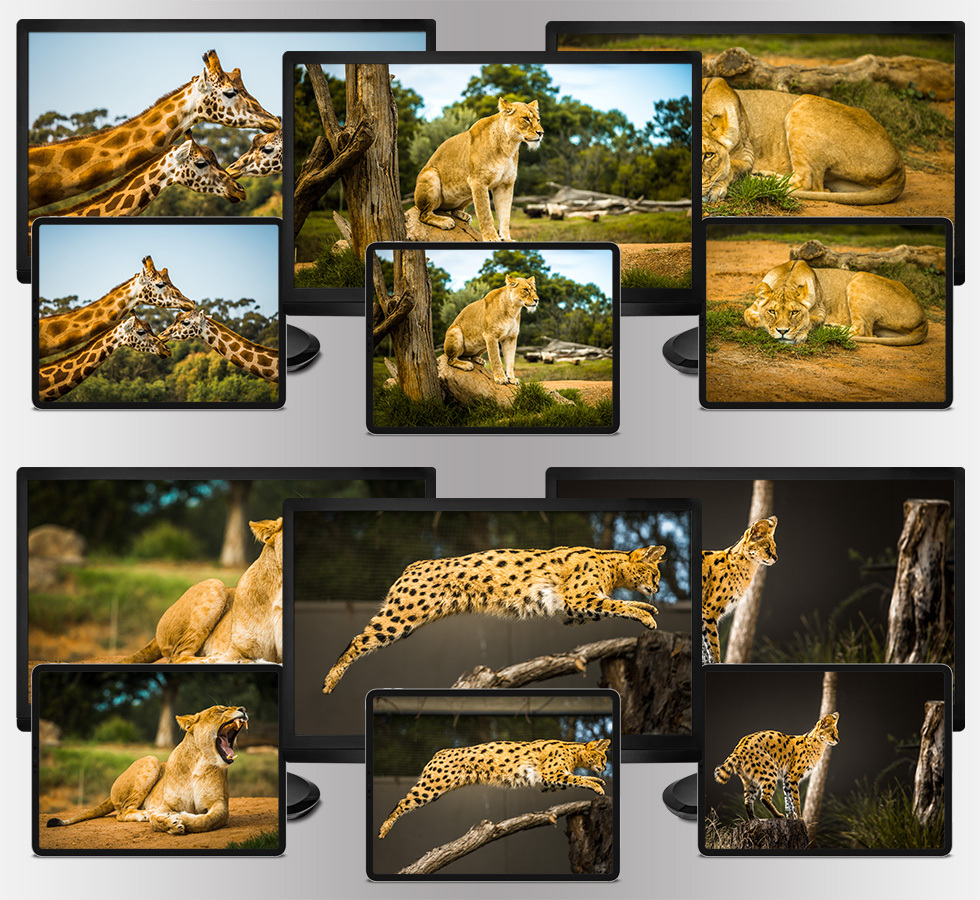 Creatures and Critters 3.0 | 4K Wallpaper Pack