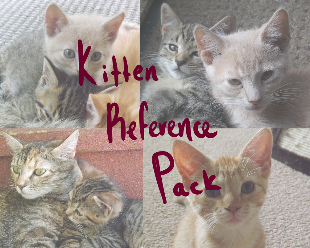 Kitten Photo Reference Pack