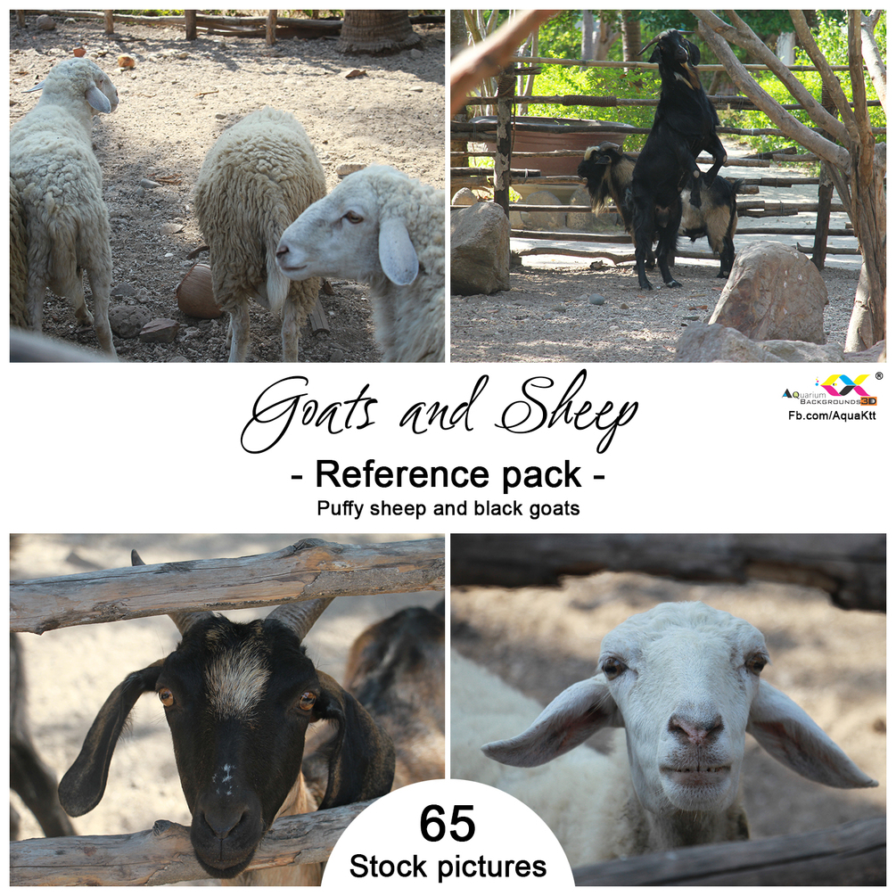 Goats and sheep photos reference pack