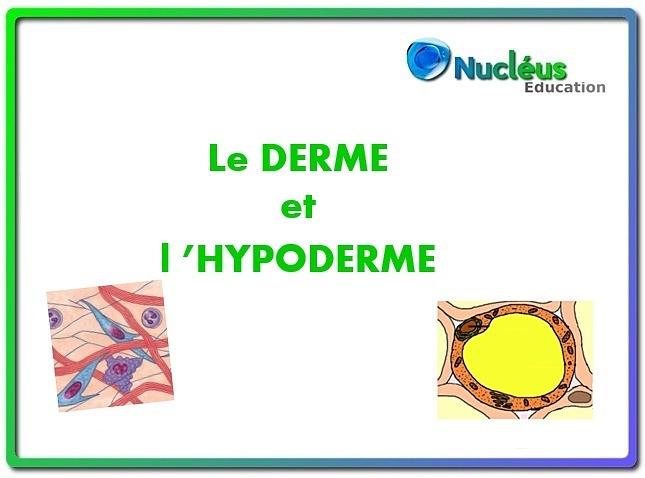 8- Le derme et l'hypoderme