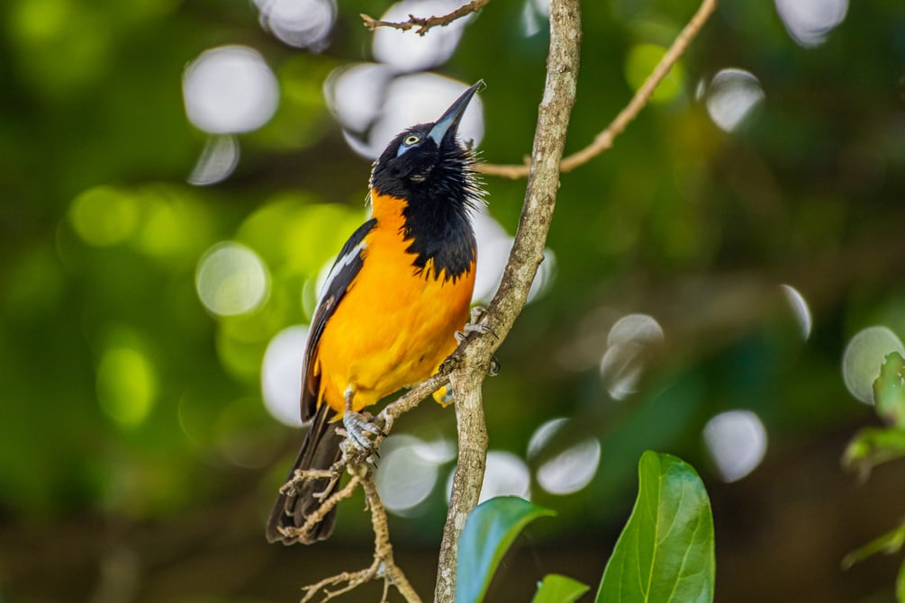 Lovely turpial venezolano