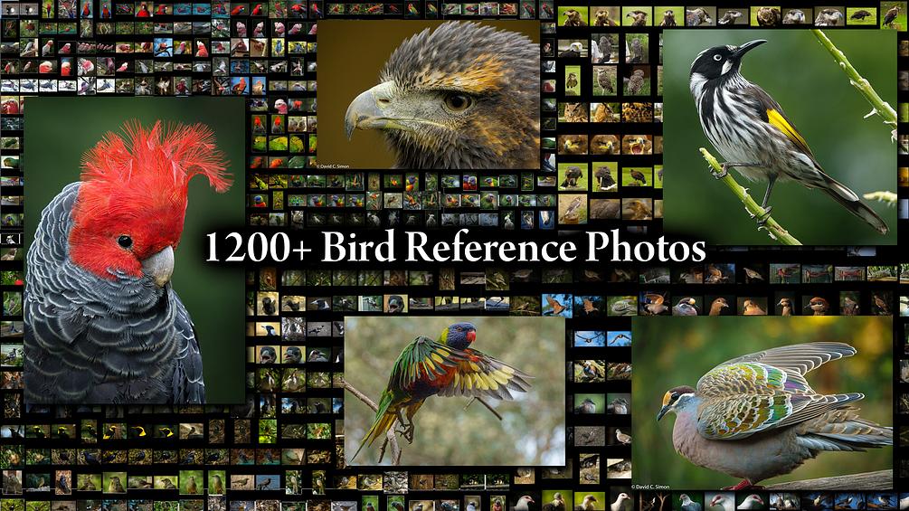 1200+ Bird Reference Photos for Artists