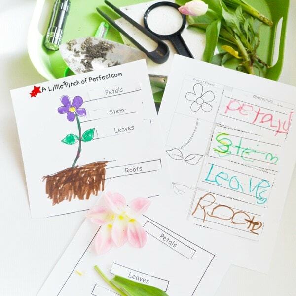 Learning About Plants Printable Activities