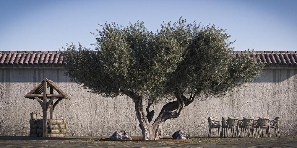 Olive tree 1 v_2.0