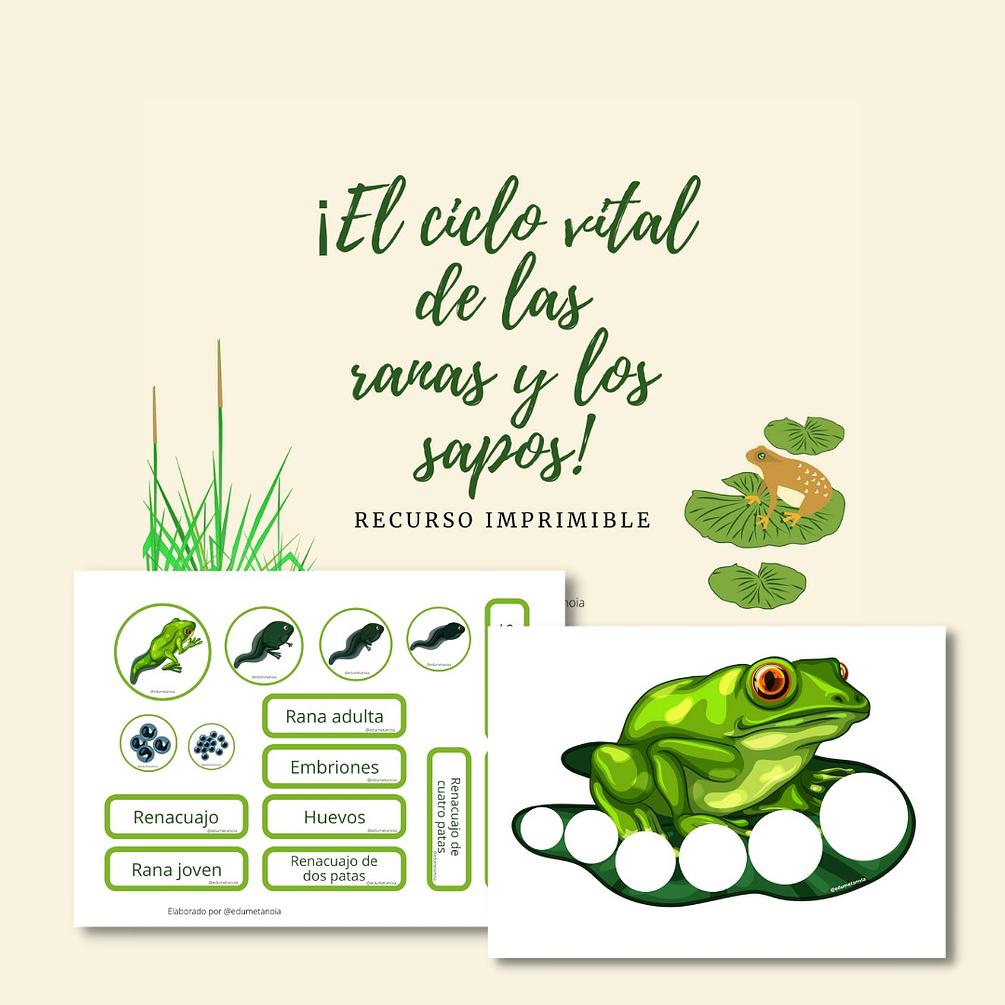Ciclo vital ranas y sapos