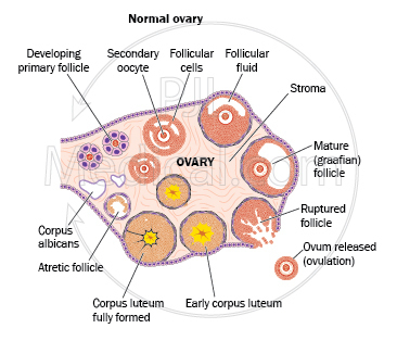 Cross section through ovary