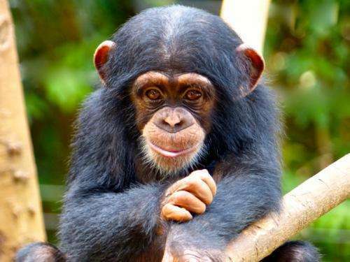 Chimpanzee Conservation Chimpanzee Conservation