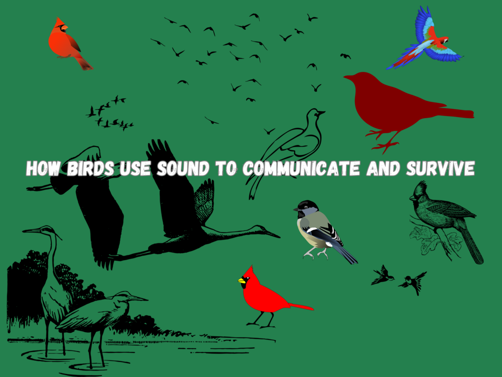 The Science of Birdsong: How Birds Use Sound to Communicate and Survive