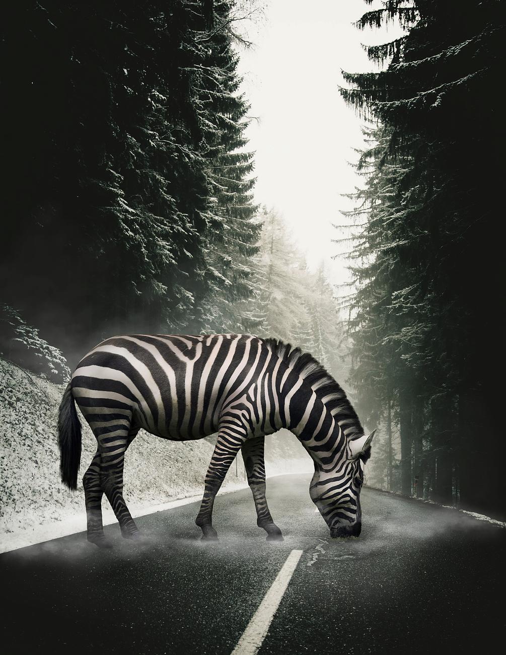 Zebra Forest