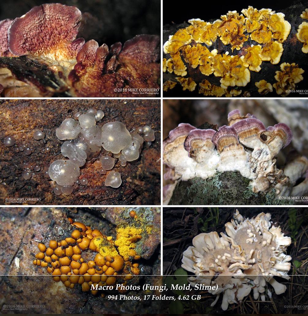 Fungi, Slime, Mold Macro Photos