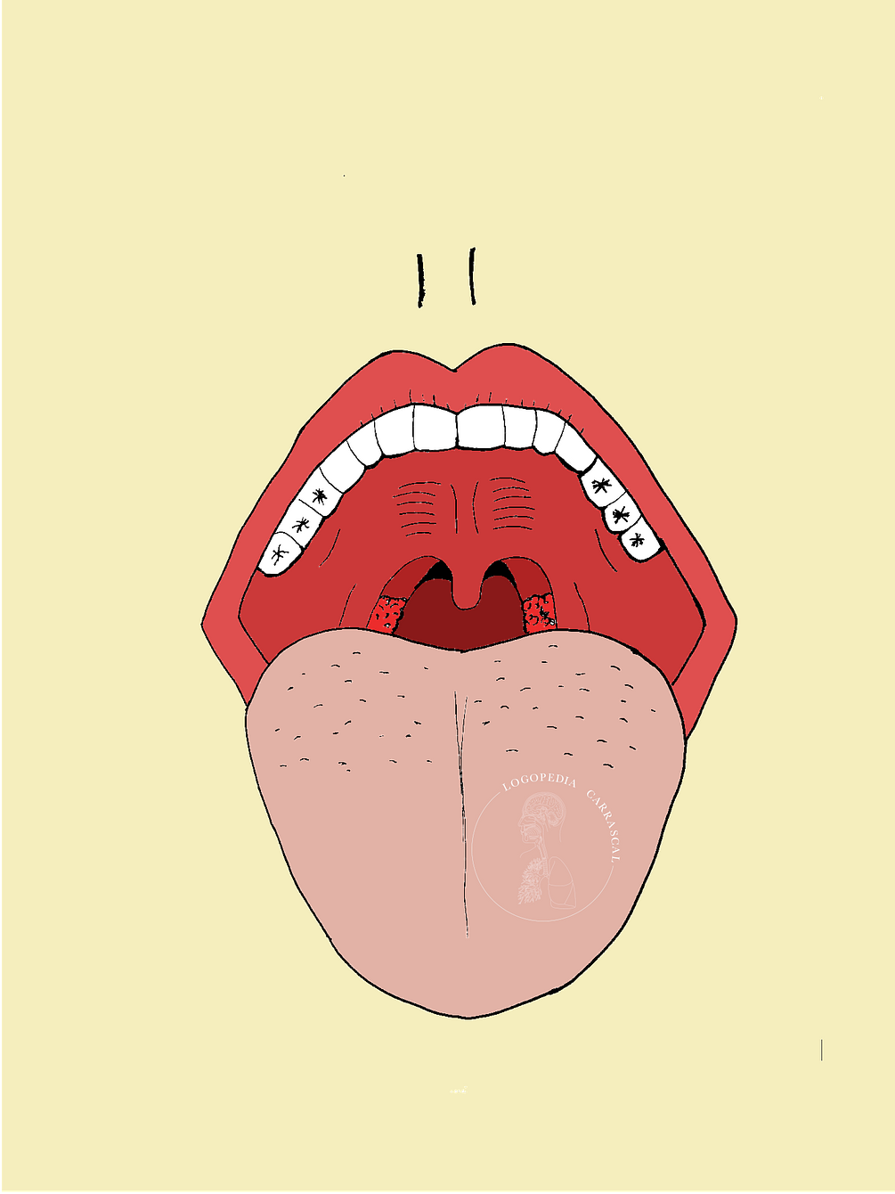 Istmo de las fauces - Lámina de estudio