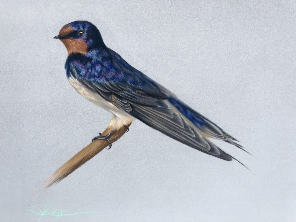 How to Draw Bird - Swallow and Iridescence in Pastel Pencils