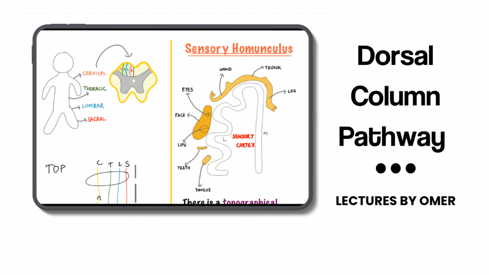 Dorsal Column Pathway