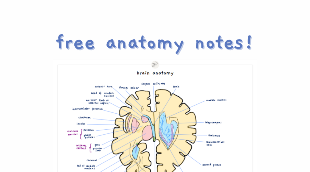 Internal Brain Anatomy Notes