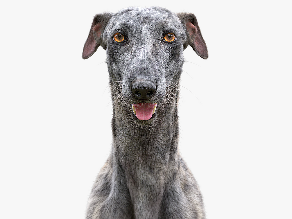 Greyhound Tiger Fur