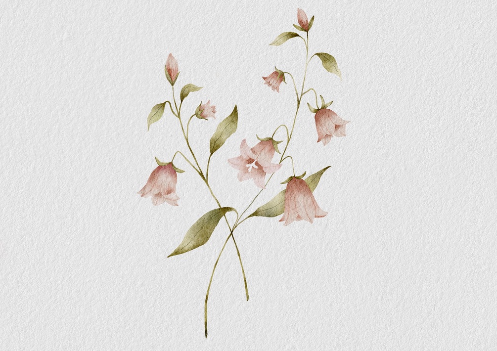 Bellflower Sketch & Color Palette