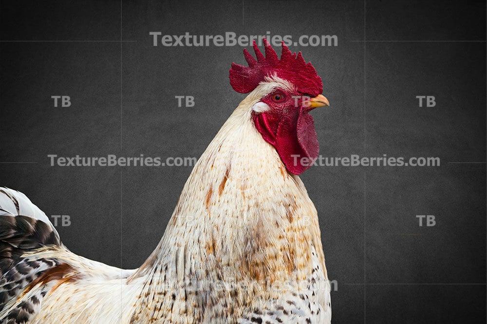 White rooster on gray background