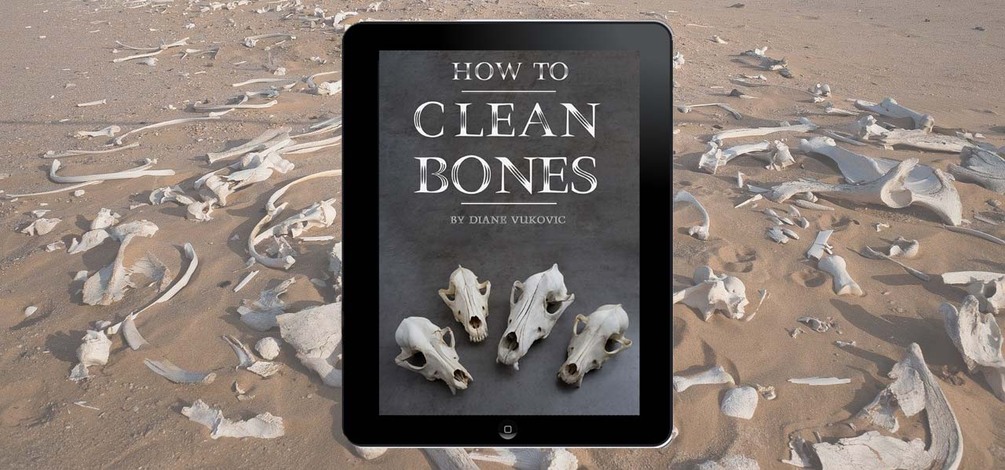 How to Clean Bones