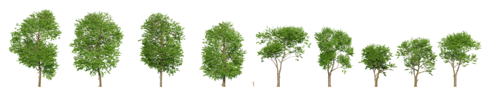 Ash Tree Pack - Blender