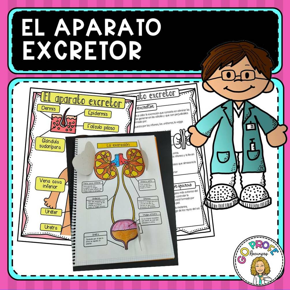 Cuerpo humano: el aparato excretor