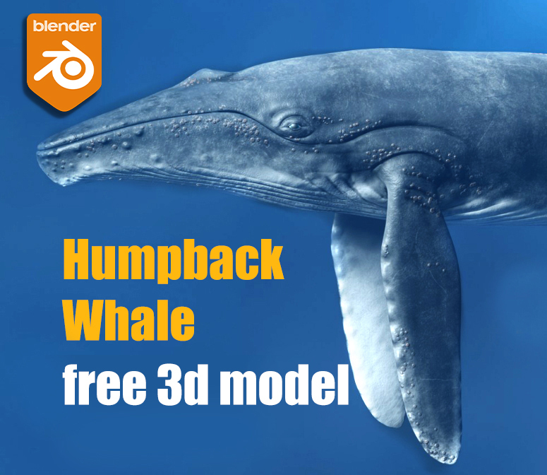 Humpback Whale - free 3d model