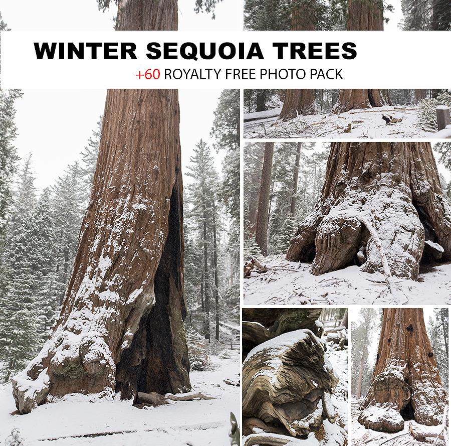 WINTER SEQUOIA TREES - references/stock/photobashing for CG Artists