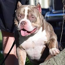 What to Ask for Before Buying Purple Tri Bully – Complete Guide