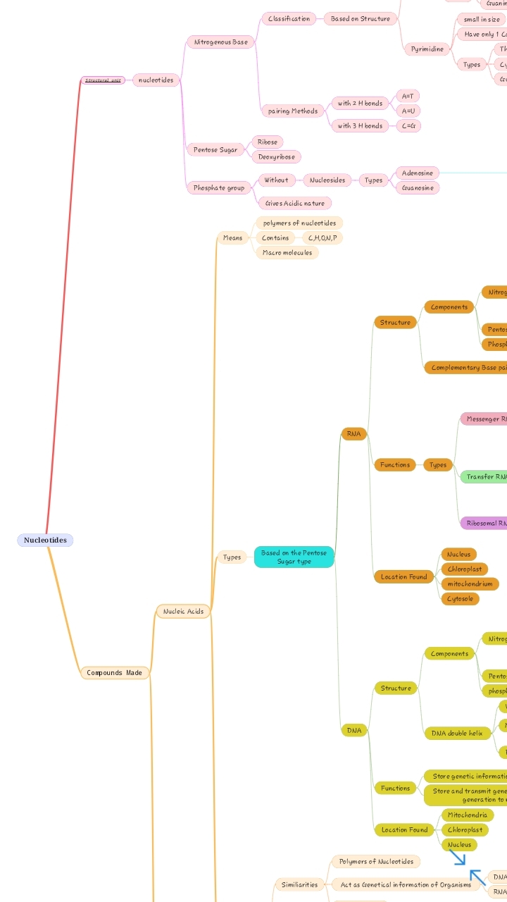 Nucleic Acids DNA RNA Mind Map points only