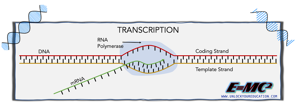 Translation and Transcription Lab