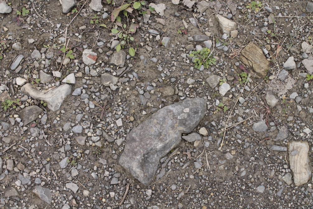 Forest Reference Volume 2